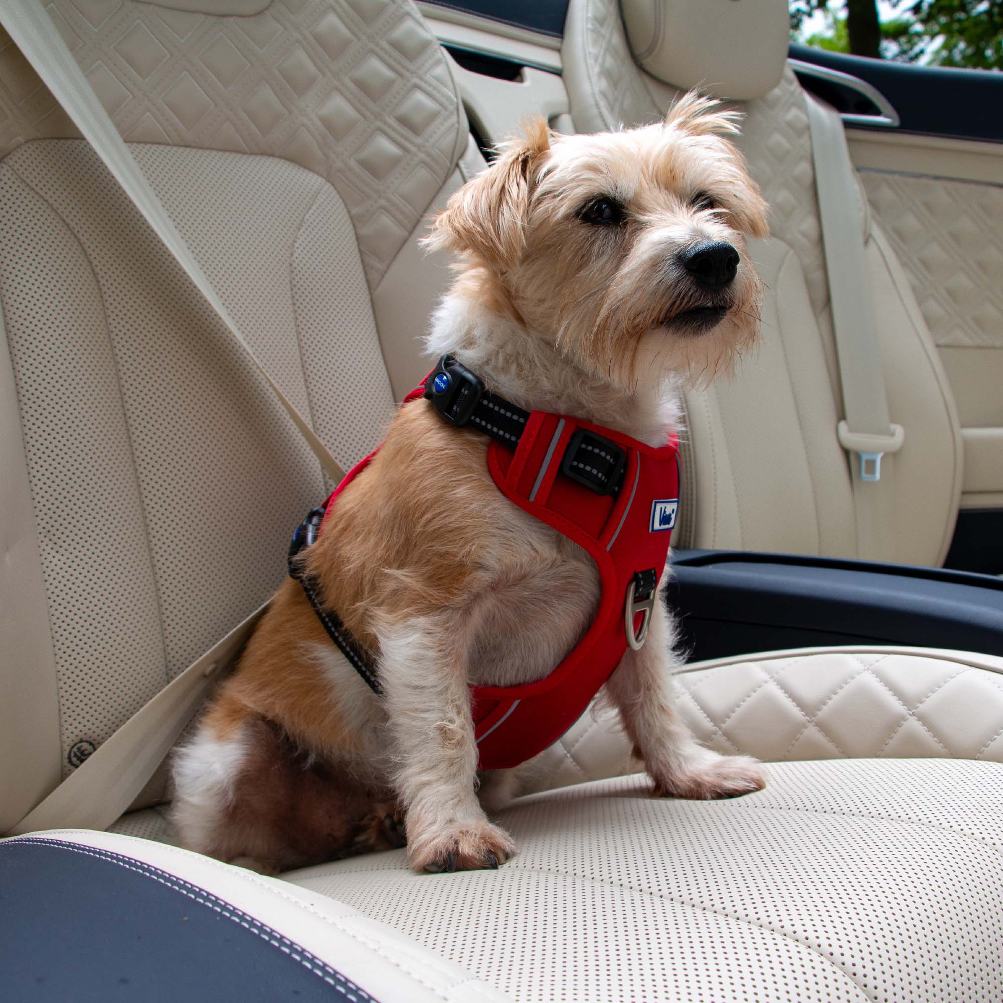 Viva Travel Harness Purple L 60cm/85cm